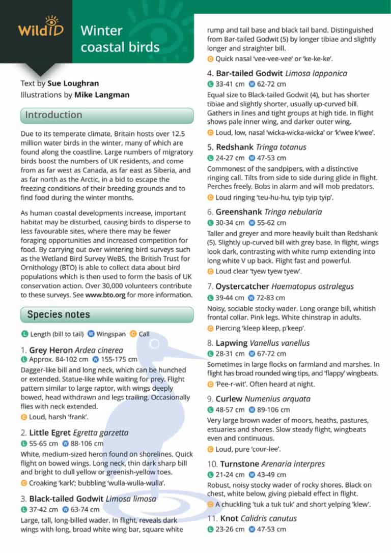 Winter coastal birds guide – Field Studies Council