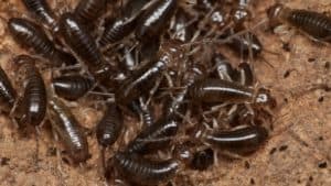 The Minibeast, The Myth, The Legend - Earwigs in the UK – Field Studies ...
