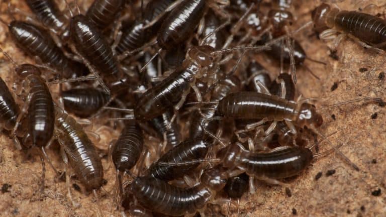 The Minibeast, The Myth, The Legend - Earwigs in the UK – Field Studies ...