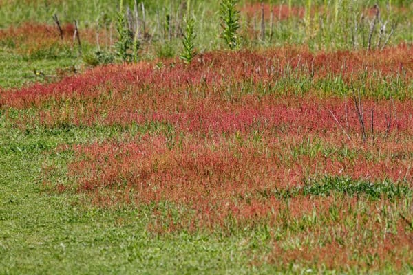 Grassland plants 1 guide – Field Studies Council