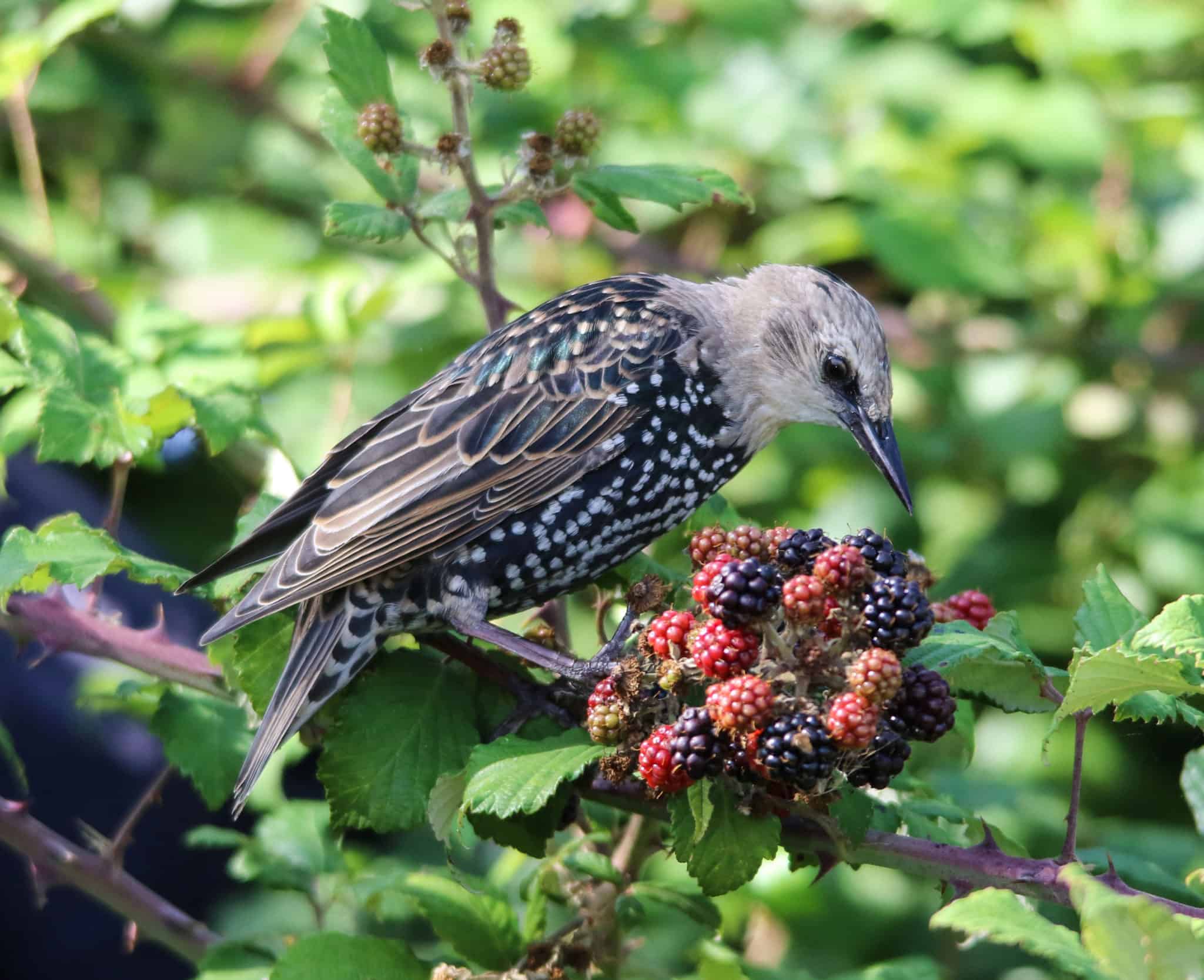 Discovering Garden Birds: Identification and Ecology - Online