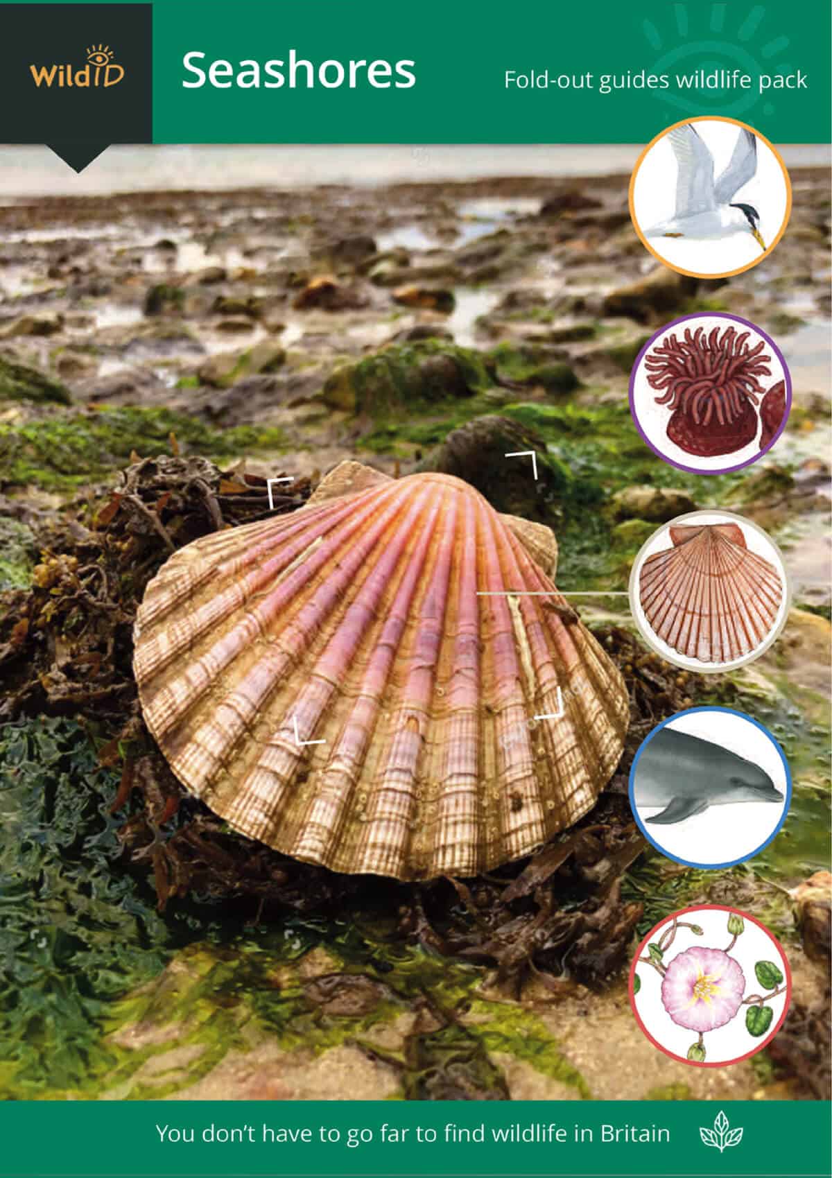 Seashores wildlife pack – Field Studies Council