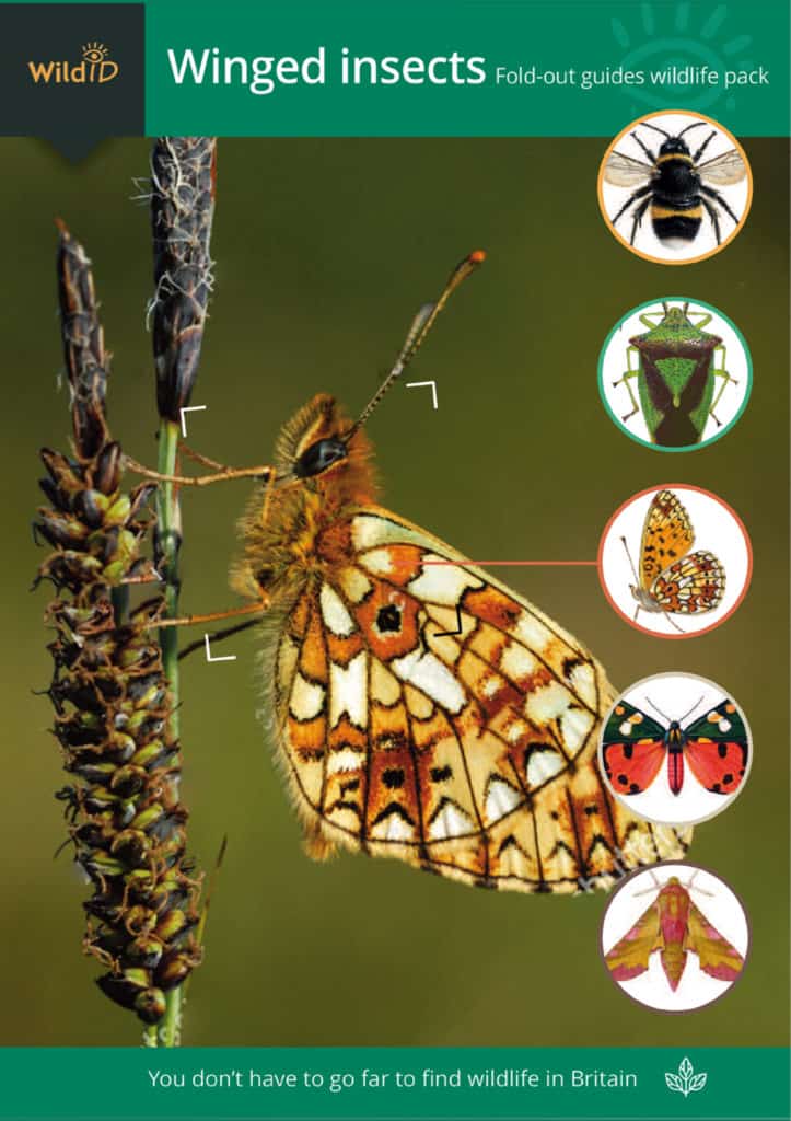 Winged insects wildlife pack – Field Studies Council