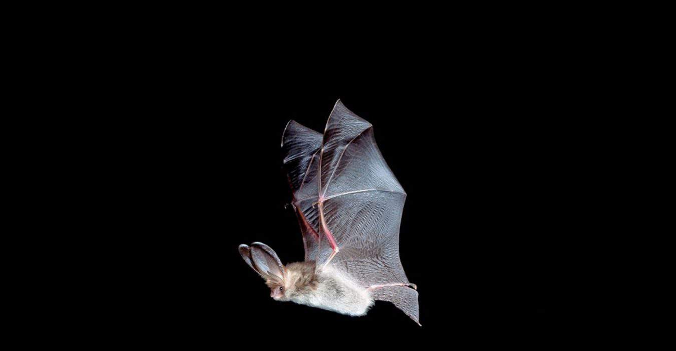 Bat Courses | Uk Wide and Online | Field Studies Council