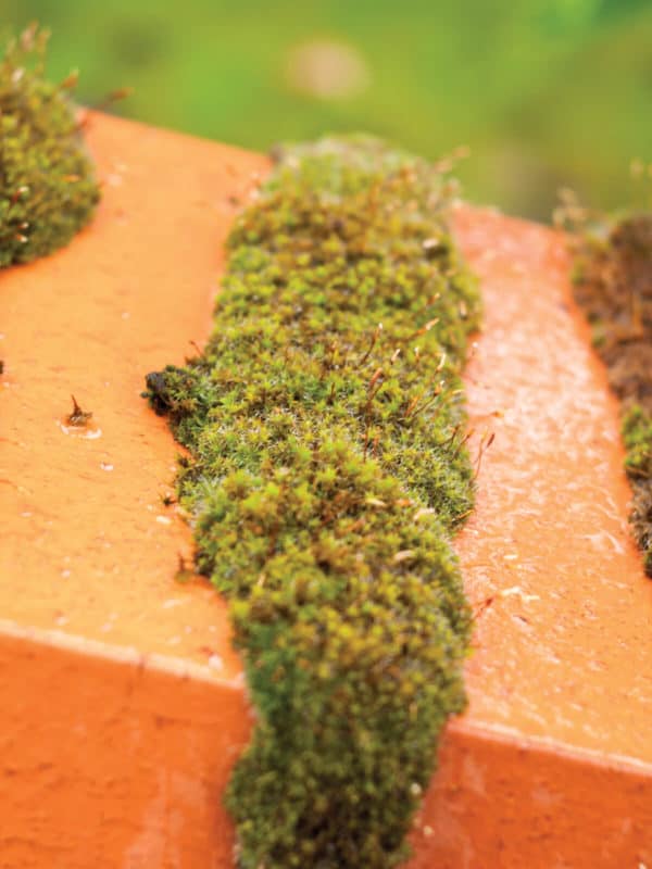 Garden mosses guide – Field Studies Council