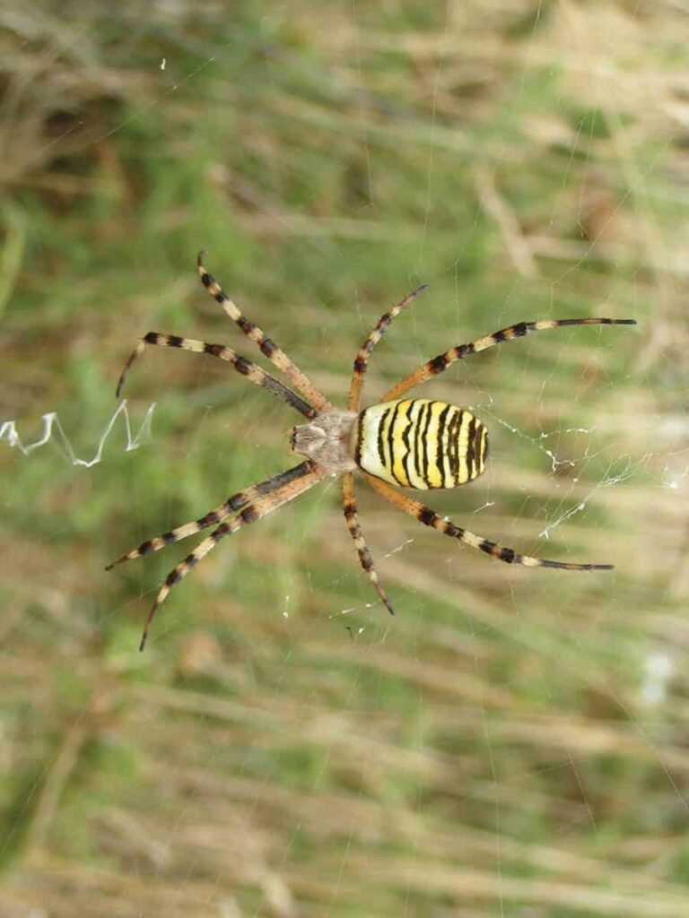 Spiders guide – Field Studies Council