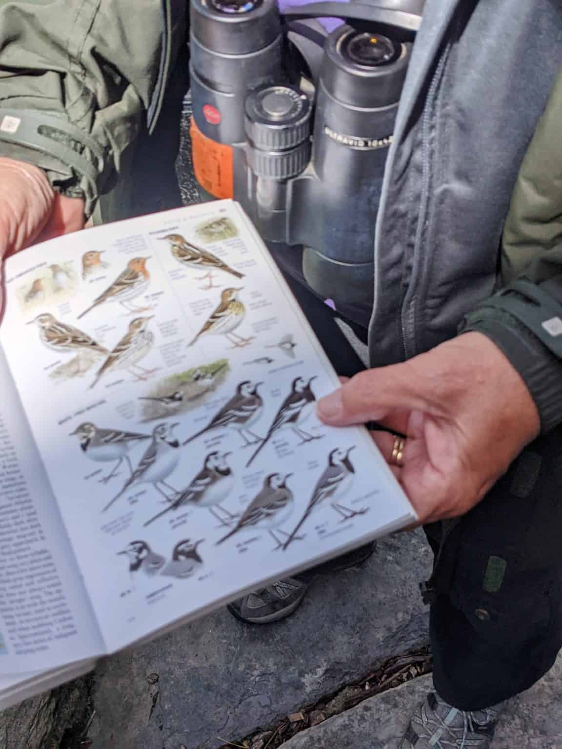 Identifying Summer Birds in Snowdonia National Park – Field Studies Council