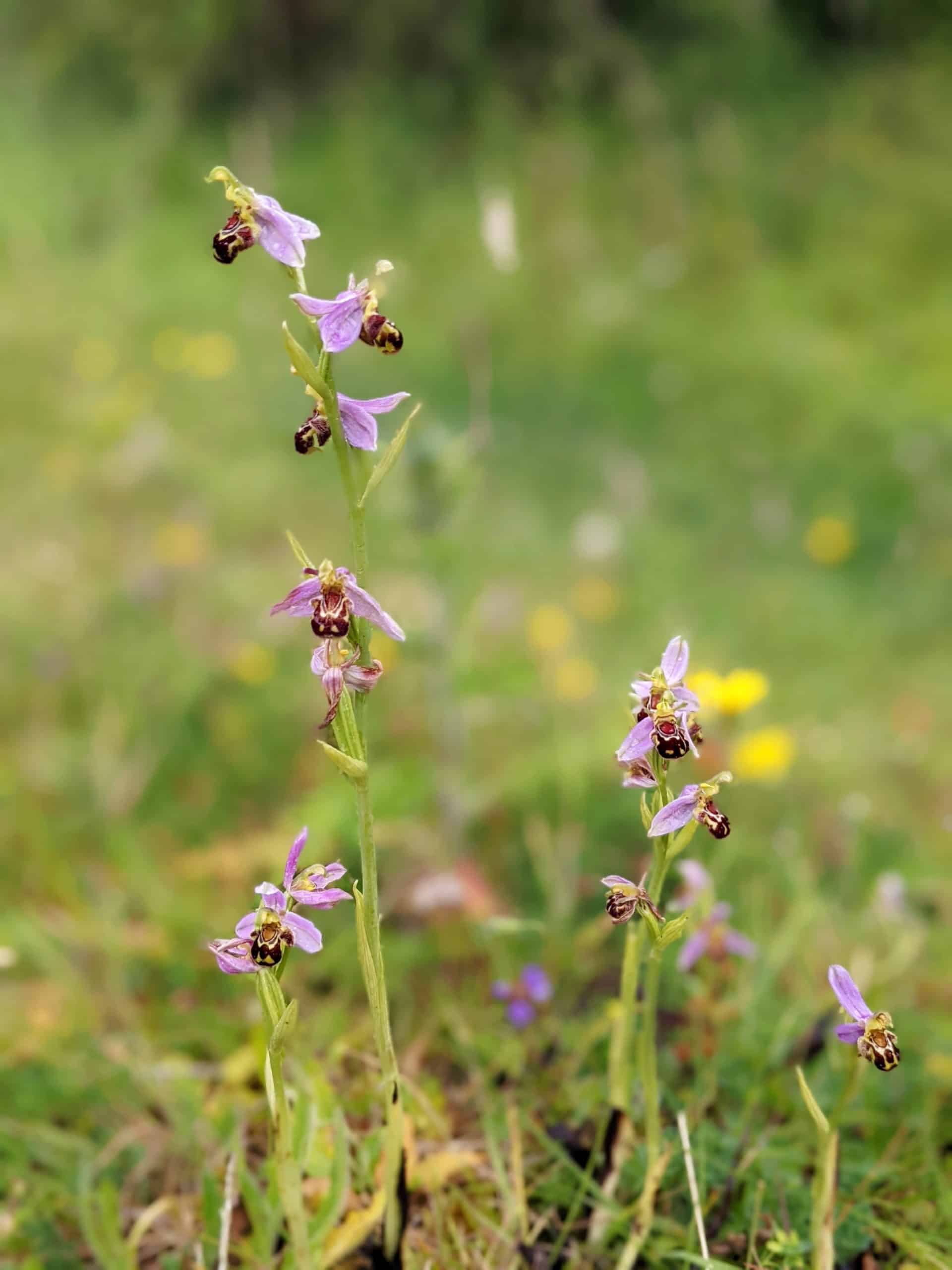 Identifying Summer Birds in Snowdonia National Park – Field Studies Council