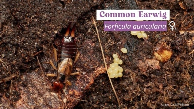 The Minibeast, The Myth, The Legend - Earwigs in the UK – Field Studies ...
