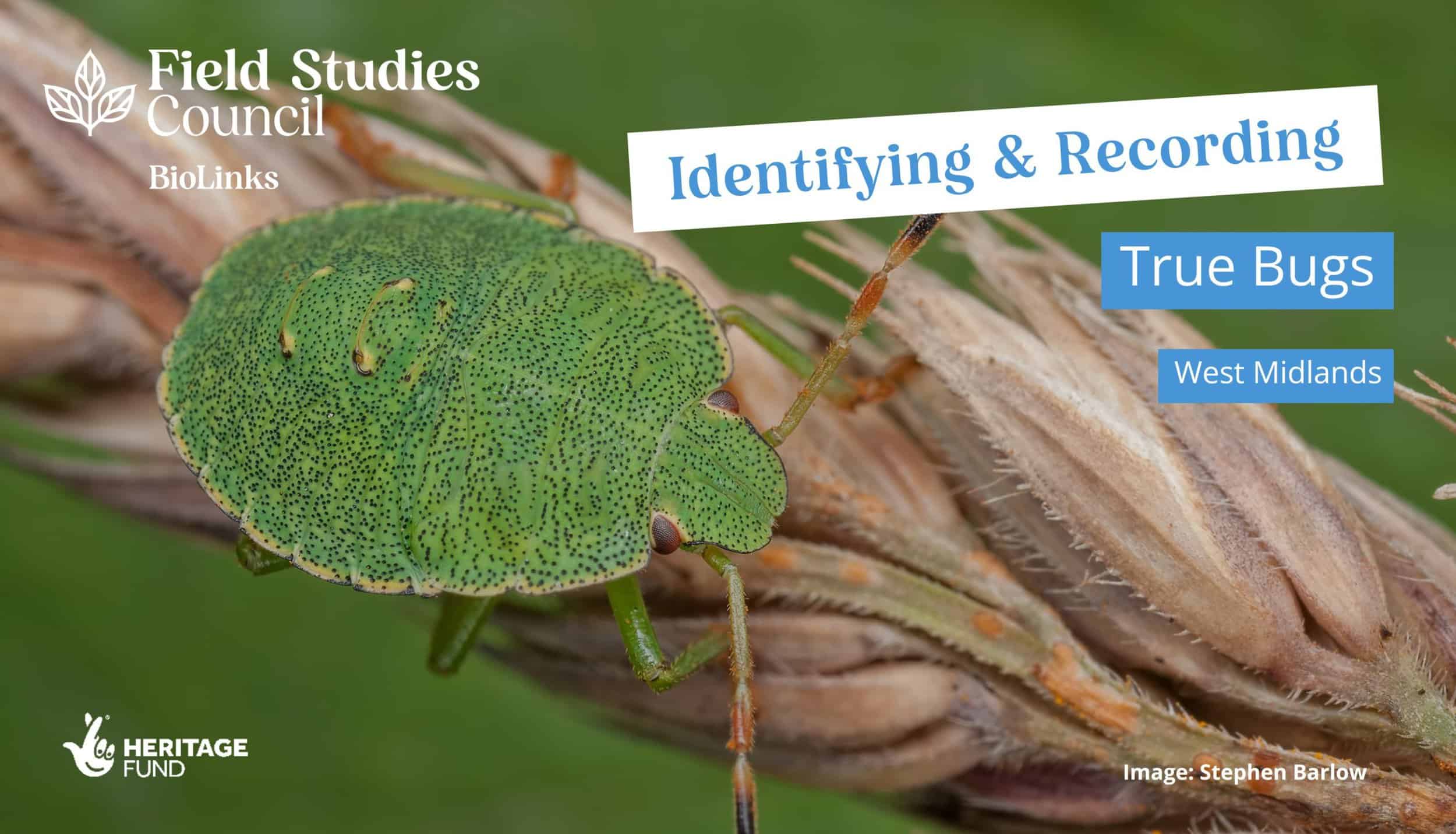 Identifying and Recording True Bugs - 28/11/2022 – Field Studies Council
