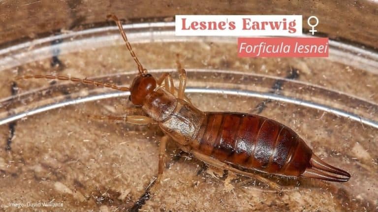 The Minibeast, The Myth, The Legend - Earwigs in the UK – Field Studies Council
