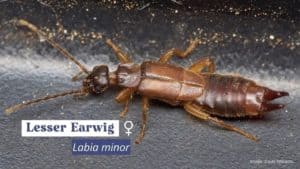 The Minibeast, The Myth, The Legend - Earwigs in the UK – Field Studies ...