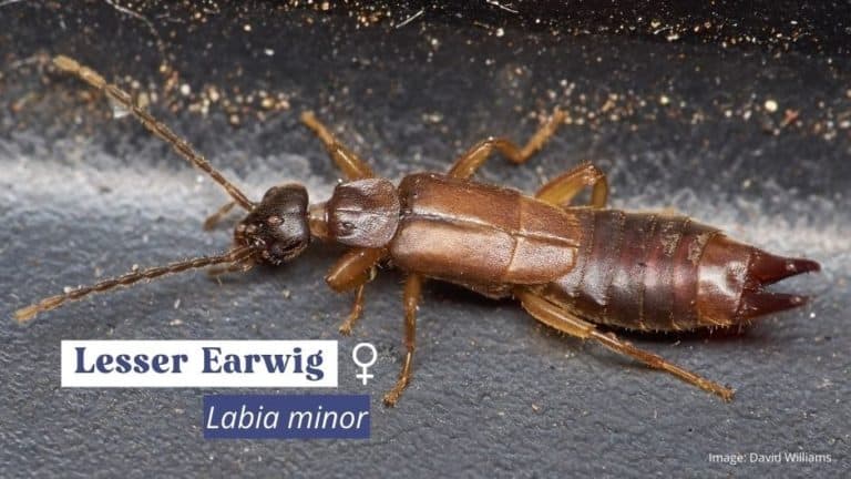 The Minibeast, The Myth, The Legend - Earwigs in the UK – Field Studies ...