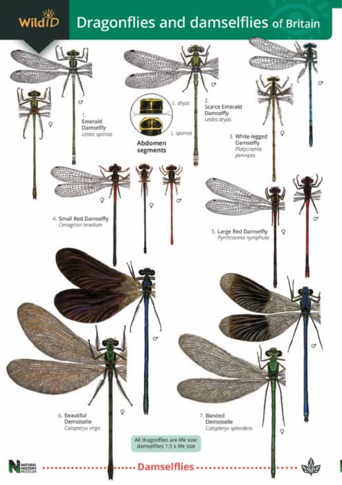Dragonflies guide – Field Studies Council