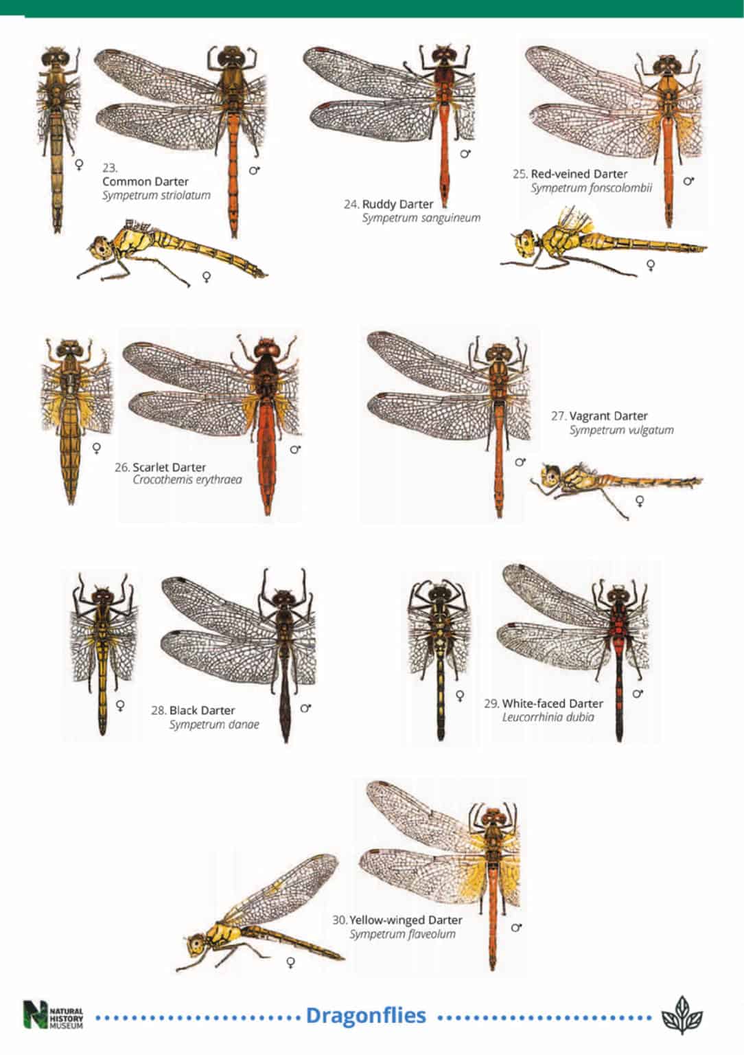 Dragonflies guide – Field Studies Council