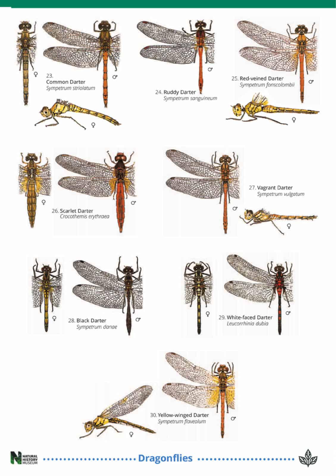 Dragonflies guide – Field Studies Council