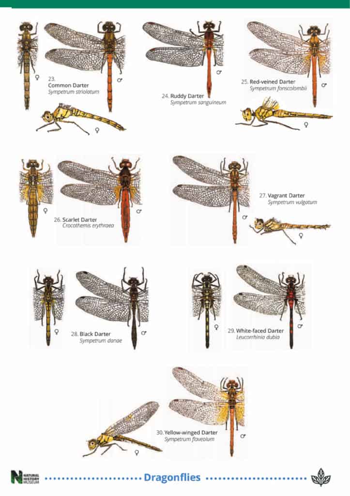 Dragonflies guide – Field Studies Council