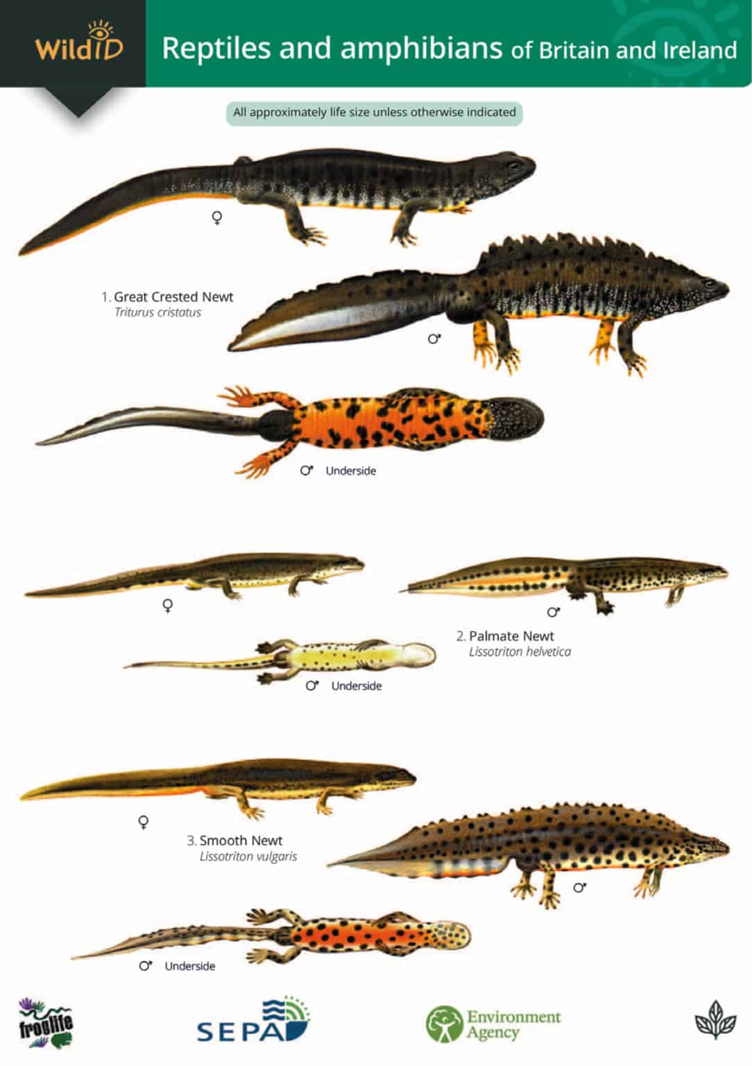 Reptiles and amphibians guide – Field Studies Council
