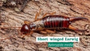 The Minibeast, The Myth, The Legend - Earwigs in the UK – Field Studies ...