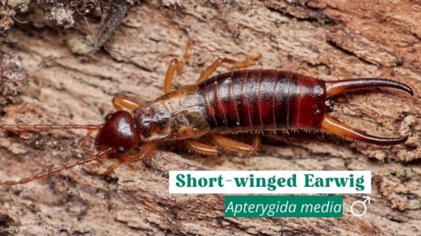 The Minibeast, The Myth, The Legend - Earwigs in the UK – Field Studies ...