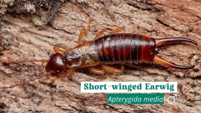 The Minibeast, The Myth, The Legend - Earwigs in the UK – Field Studies ...