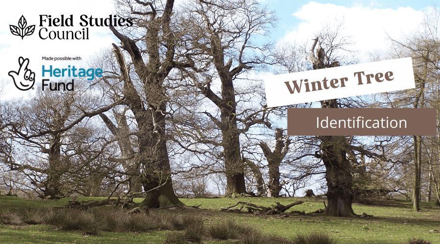 Winter Tree Identification - 12/11/2022 – Field Studies Council