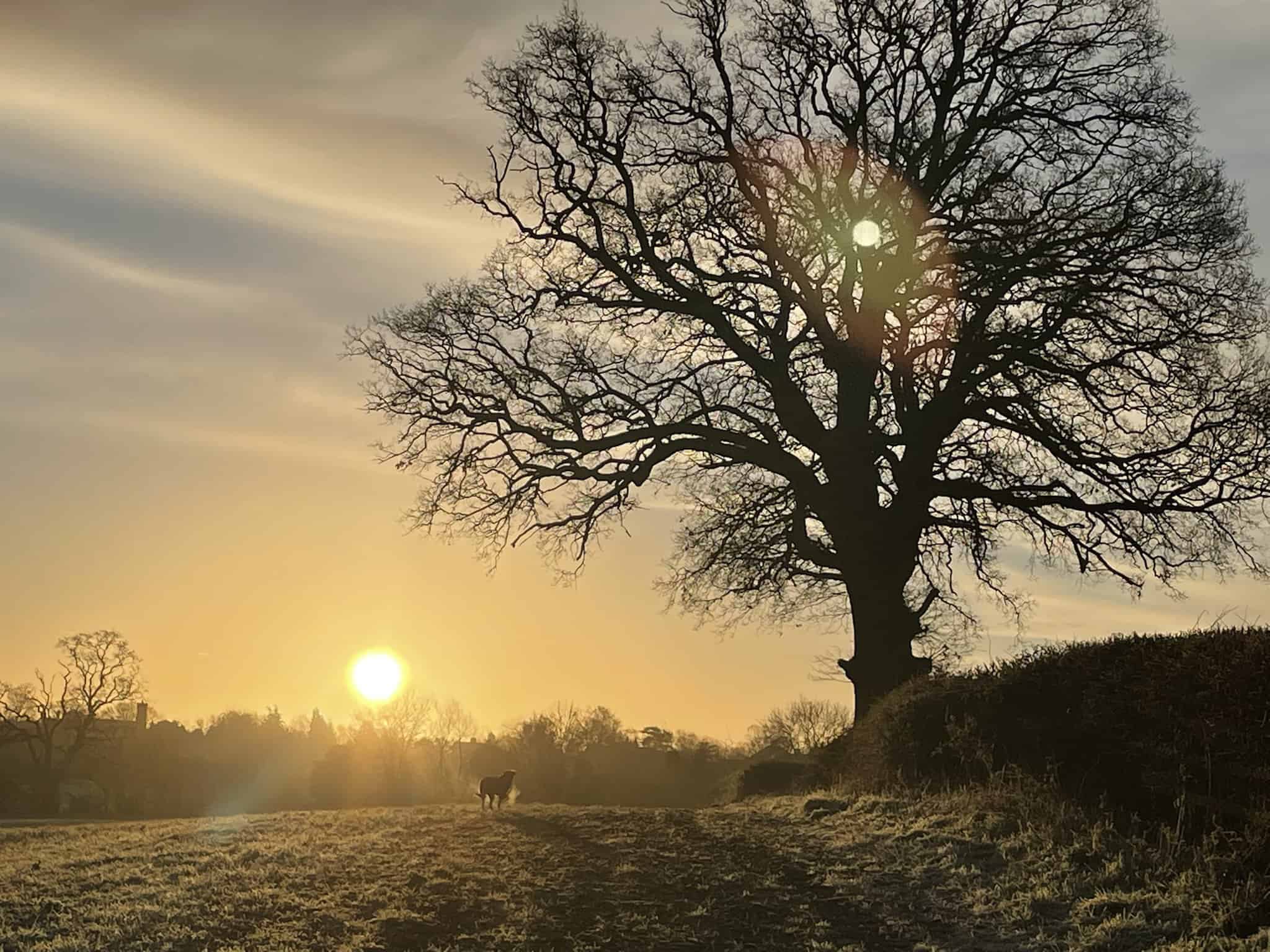Identifying Broadleaf Trees in Winter - Online – Field Studies Council