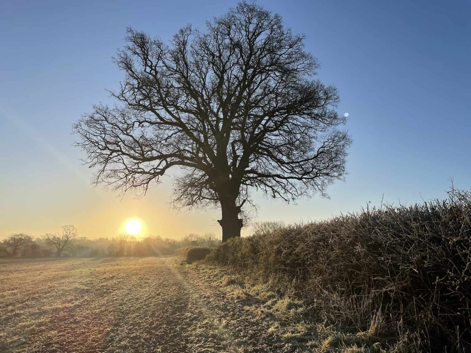 Trees: Winter Broadleaf Identification – Field Studies Council