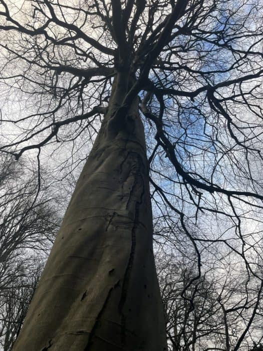 Identifying Broadleaf Trees in Winter - Online – Field Studies Council