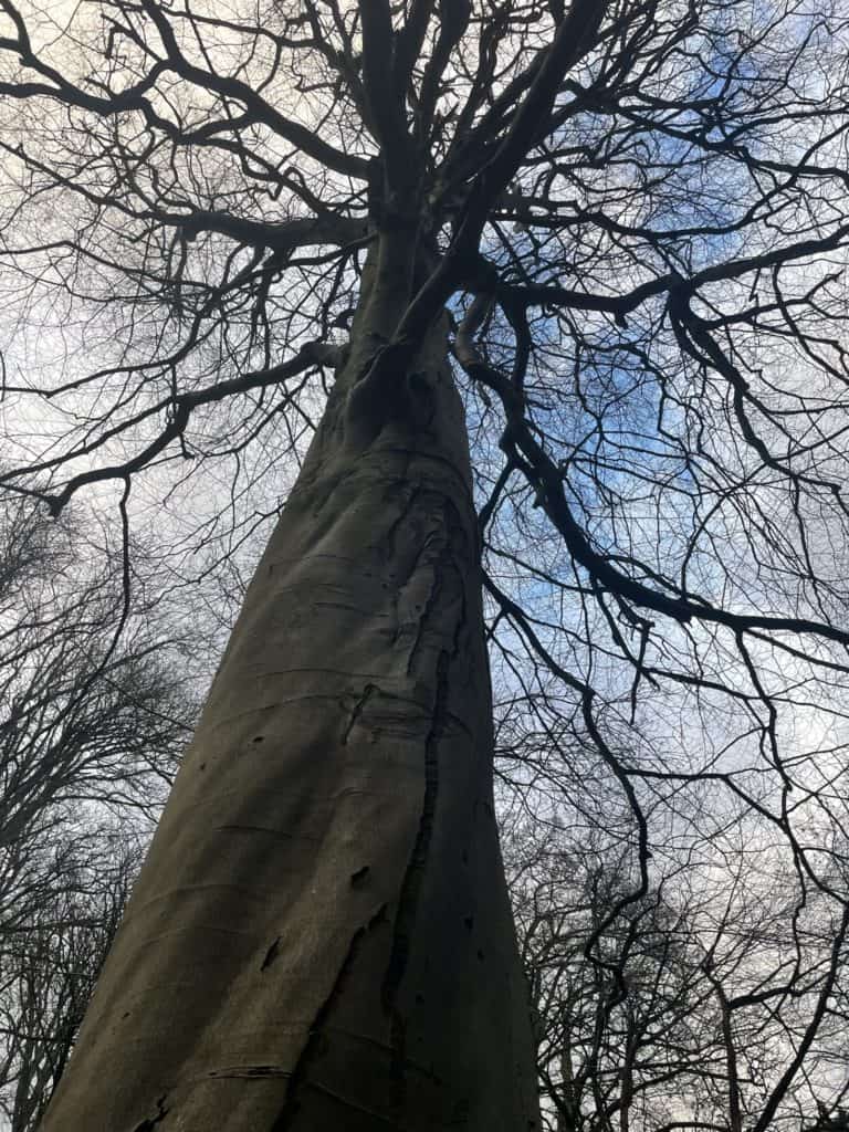 Identifying Broadleaf Trees in Winter - Online – Field Studies Council