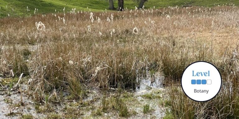 Botany Courses | Online and UK wide | Field Studies Council