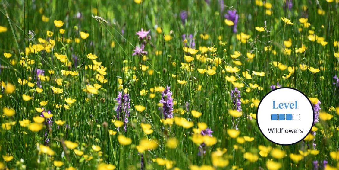 Botany Courses | Online and UK wide | Field Studies Council