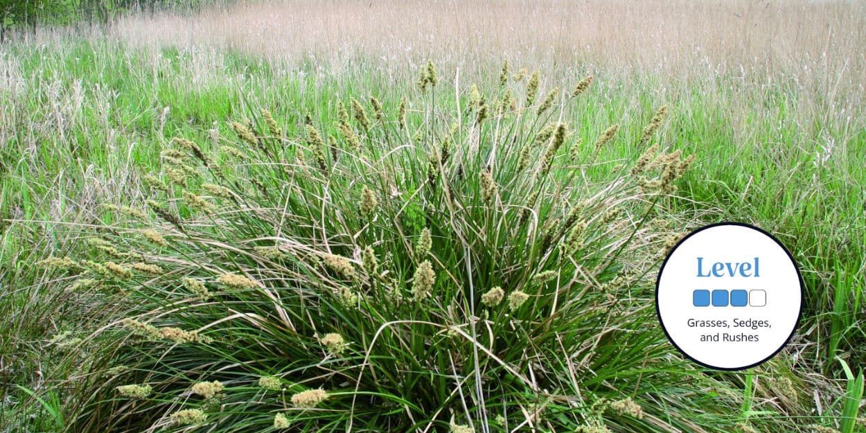 Grasses, Sedges and Rushes – Field Studies Council