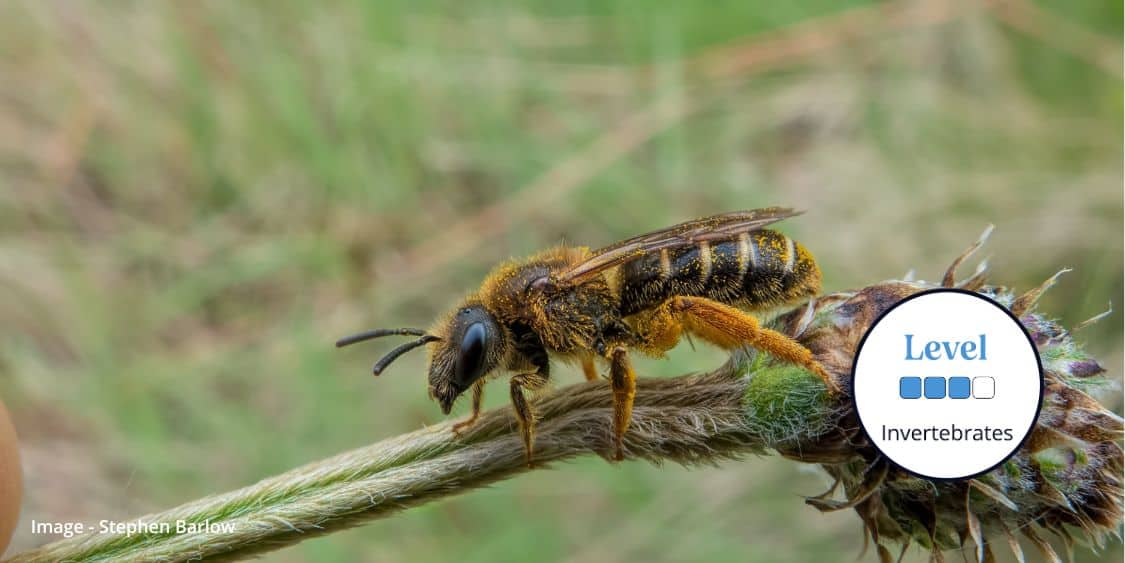 Beetle ID with Microscopes: Families – Field Studies Council