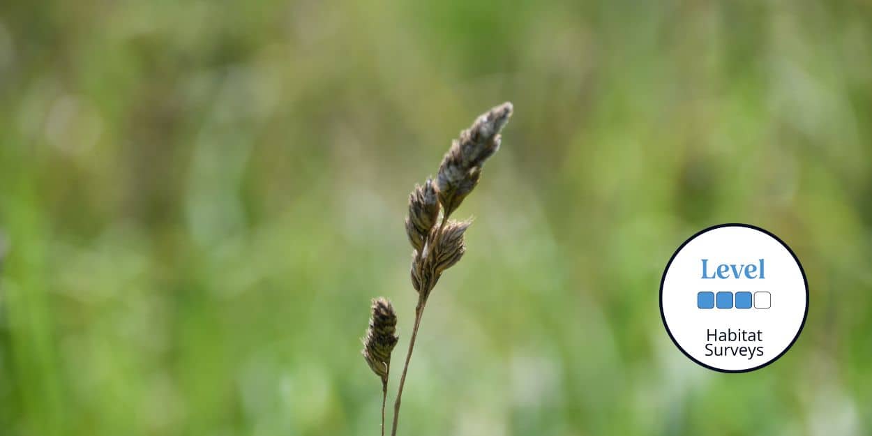 Botany Courses | Online and UK wide | Field Studies Council