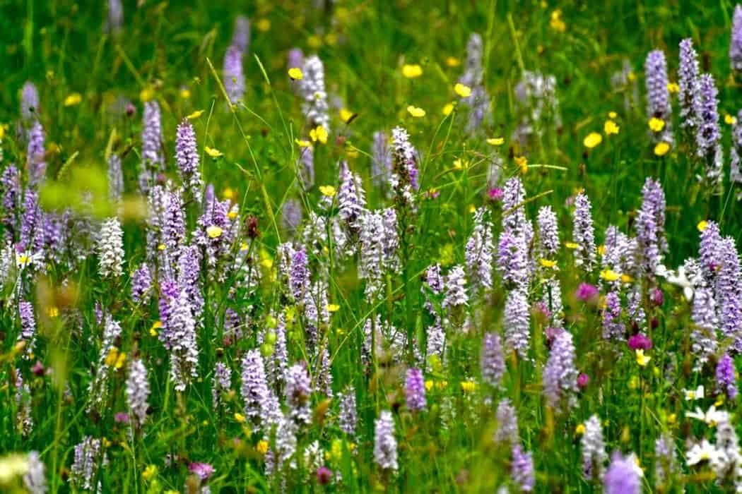 Botany Courses | Online and UK wide | Field Studies Council