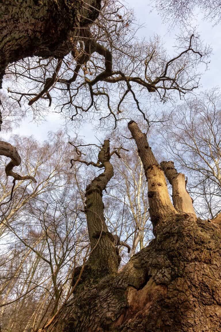 Explore Epping Forest: Winter Photography – Field Studies Council