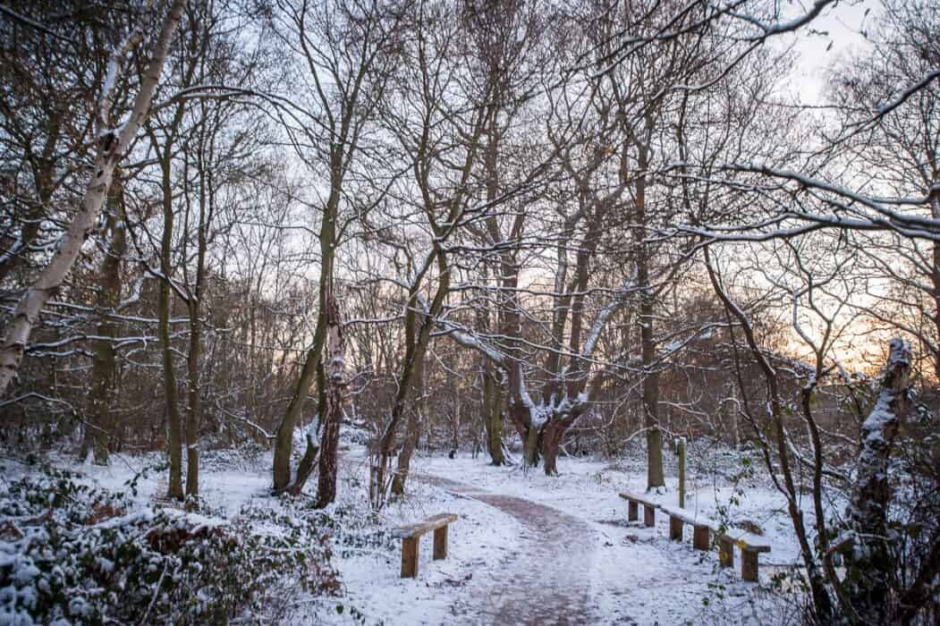 Explore Epping Forest: Winter Photography – Field Studies Council