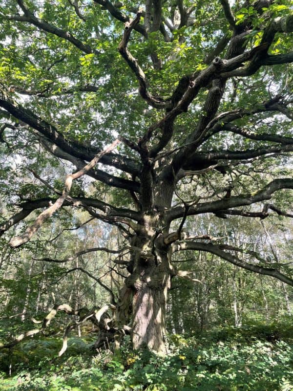 Discovering Veteran Trees of Epping Forest Course – Field Studies Council