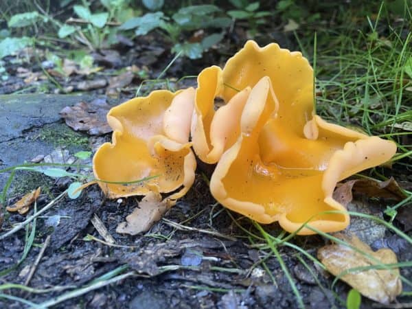 Fungi Field Skills | Beginner Online Course | Field Studies Council