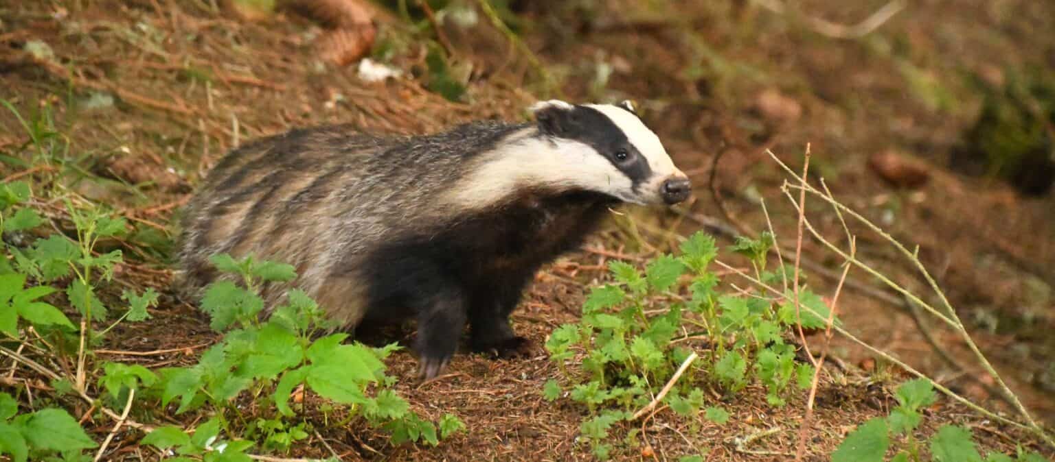 Discovering Badgers: Biology, Ecology and Surveying - Online – Field ...