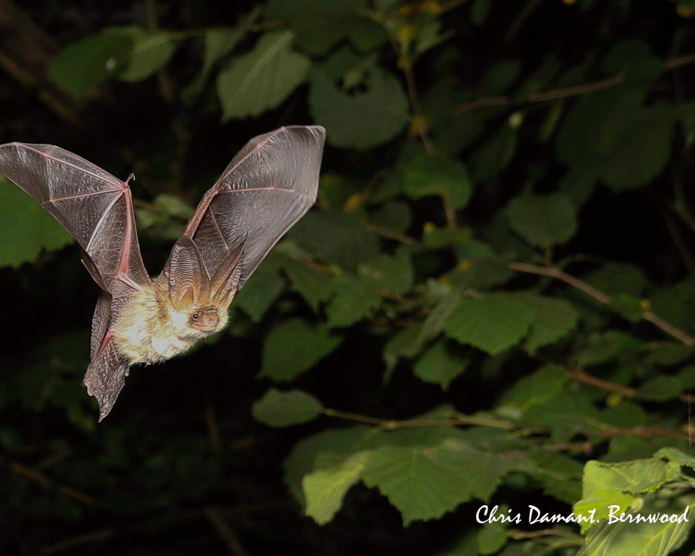 How to Survey and Study Bats in Woodlands – Field Studies Council