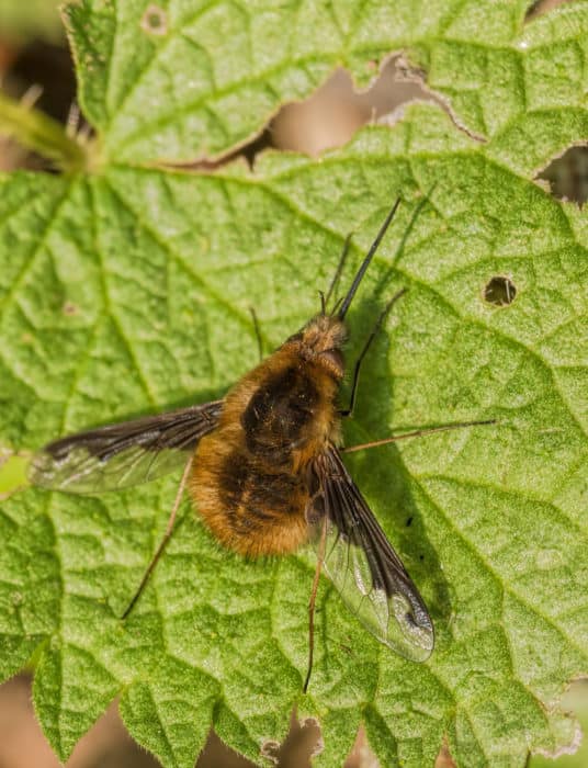 True Flies – Field Studies Council