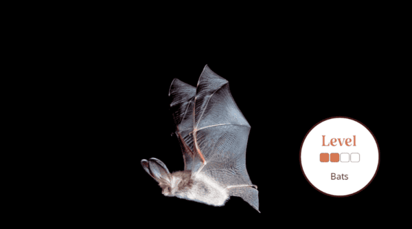 How to Survey and Study Bats in Woodlands – Field Studies Council