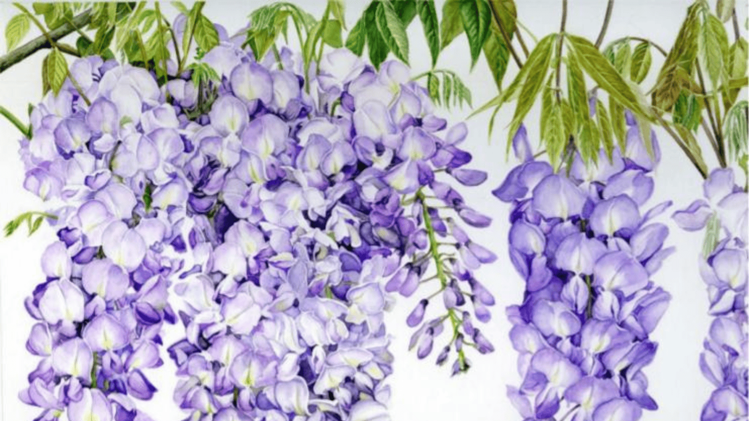 Botanicals in Watercolour for Beginners – Field Studies Council