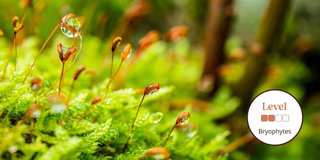 Bryophytes: An Introduction - 26/10/2024 – Field Studies Council