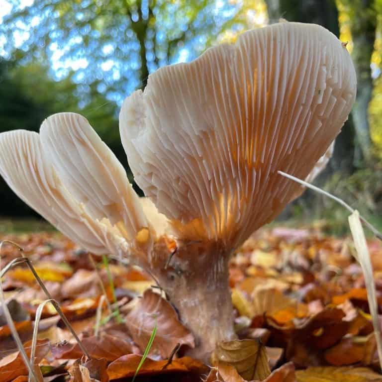 Discovering Fungi - Online – Field Studies Council