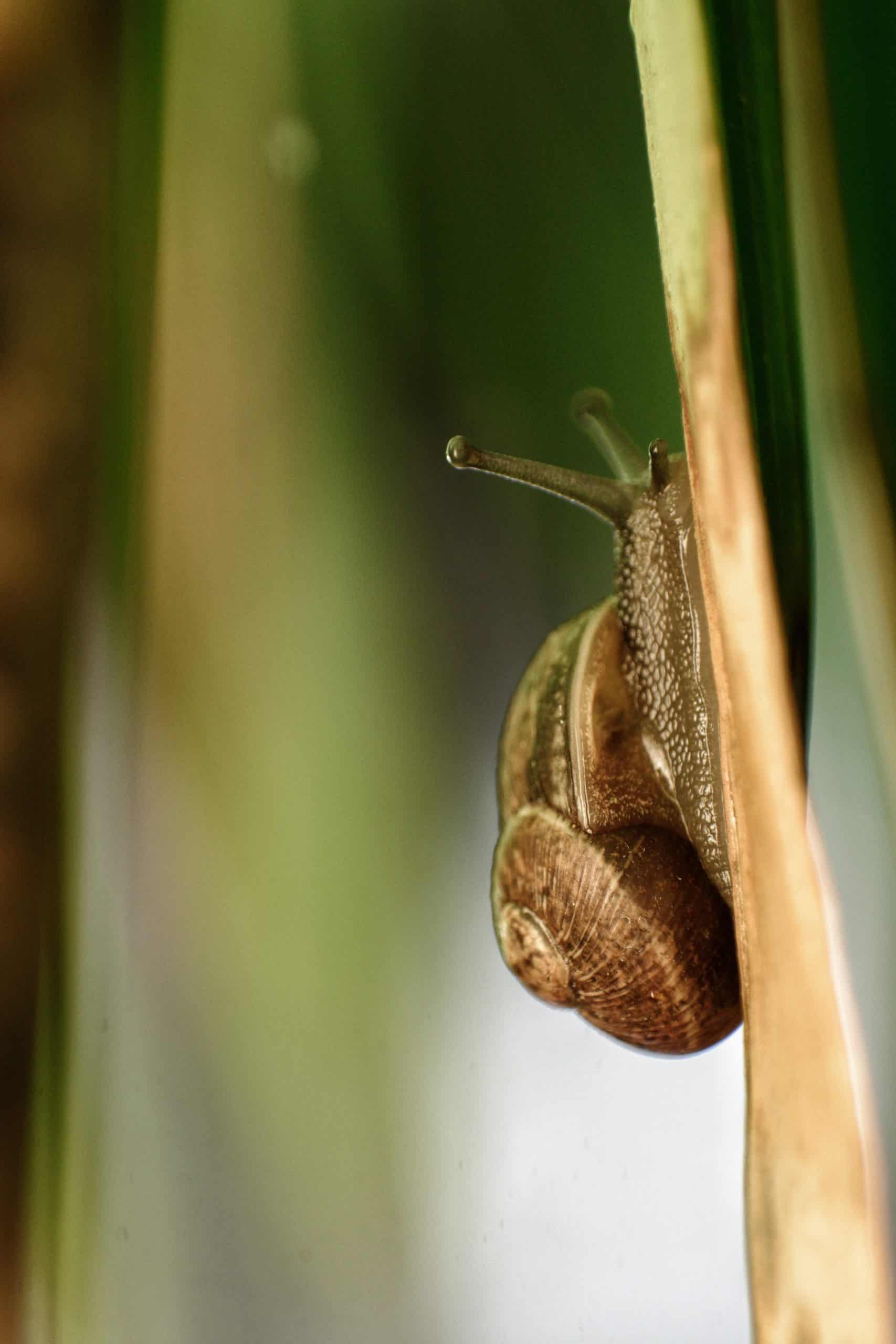 Slugs and Snails – Field Studies Council