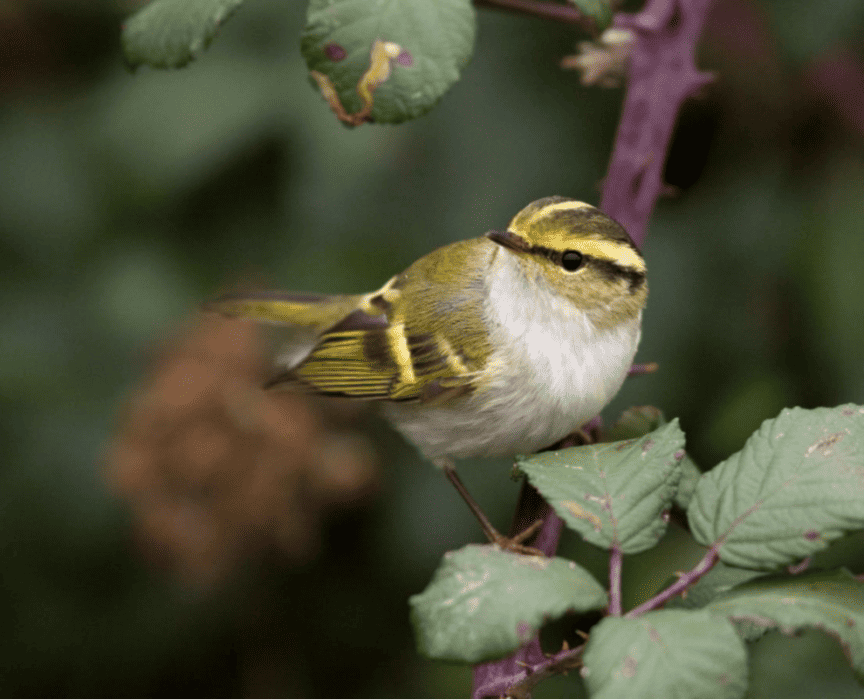 Bird Songs and Calls – Field Studies Council