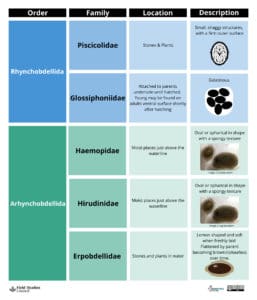 Freshwater Leeches - Identification and Ecology – Field Studies Council